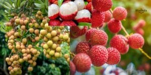 Muzaffarpur: The Land of Shahi Litchi - BiharPedia